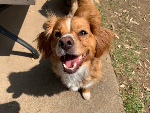 Cocker Spaniel Corgi Mix