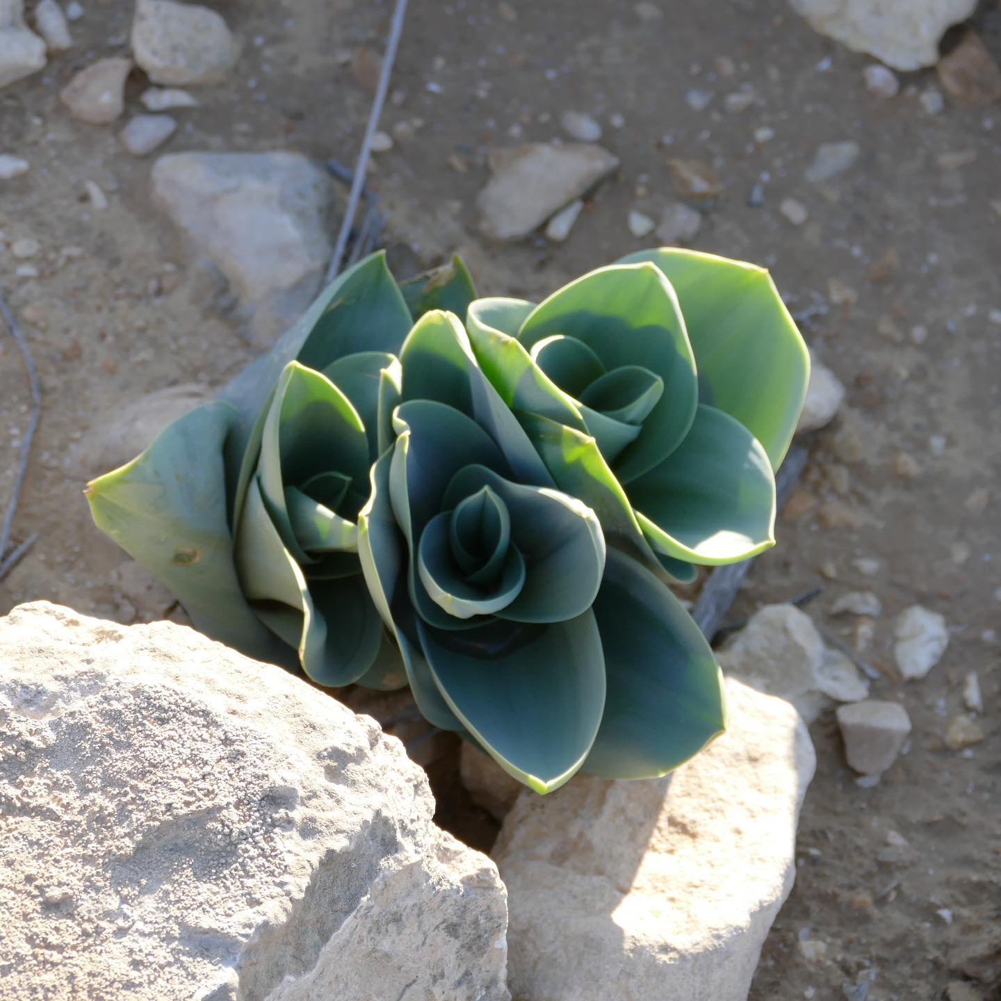 Joanna Shama - Photographer