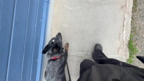 Topdog Training Academy