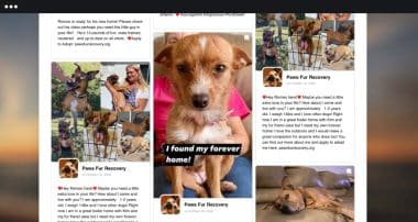 Examples of Social Media Feeds for Any Website - EmbedSocial